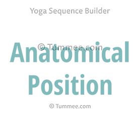 Anatomical Position Section Preparatory-Poses | Tummee.com